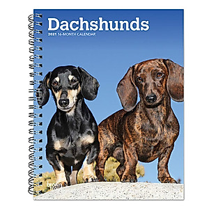 Dachshunds 2021 Calendar