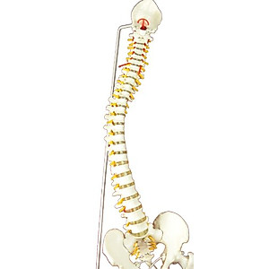 Super Flexible Spine Model with Pelvis and Femur Heads, Life Size, 87cm/34”