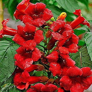 QAUZUY GARDEN- 20 Dark Red Hummingbird Trumpet Vine Seeds Hardy Striking Vine Plant for Garden and Outdoor Hummingbirds Love It