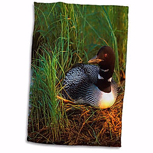 3D Rose Minnesota-Common Loon Bird-Leech Lake-Us24 Pha0015-Peter Hawkins Hand/Sports Towel, 15 x 22