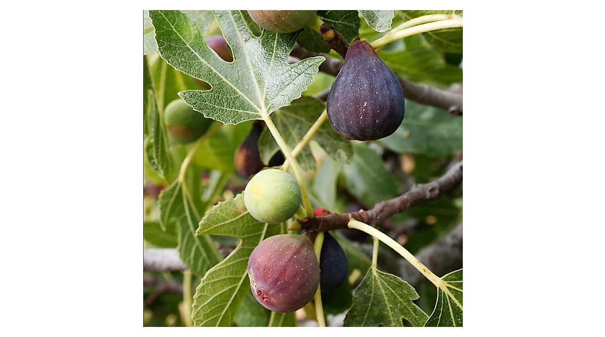 Celeste Sugar Fig Tree Live Plant - Easy-Grow 18-20 Inch Fig Tree
