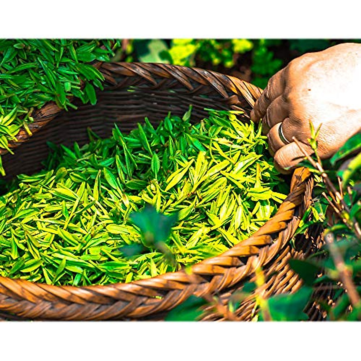 ECO Amenities Travel Size 1oz Body Lotion (BULK 72 Pack) - 30ml Tubes, Mini Lotion - Individually Wrapped Travel Lotion with Flip Cap, Bulk Travel Size Lotion for Hotels, Airbnb, Hospitality