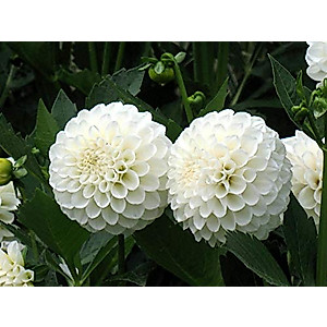 Dahlia Seeds Compound Petals Multi-Color Mixed Individually Packaged （1000+ Outdoor Garden Potted Plants Non-GMO)