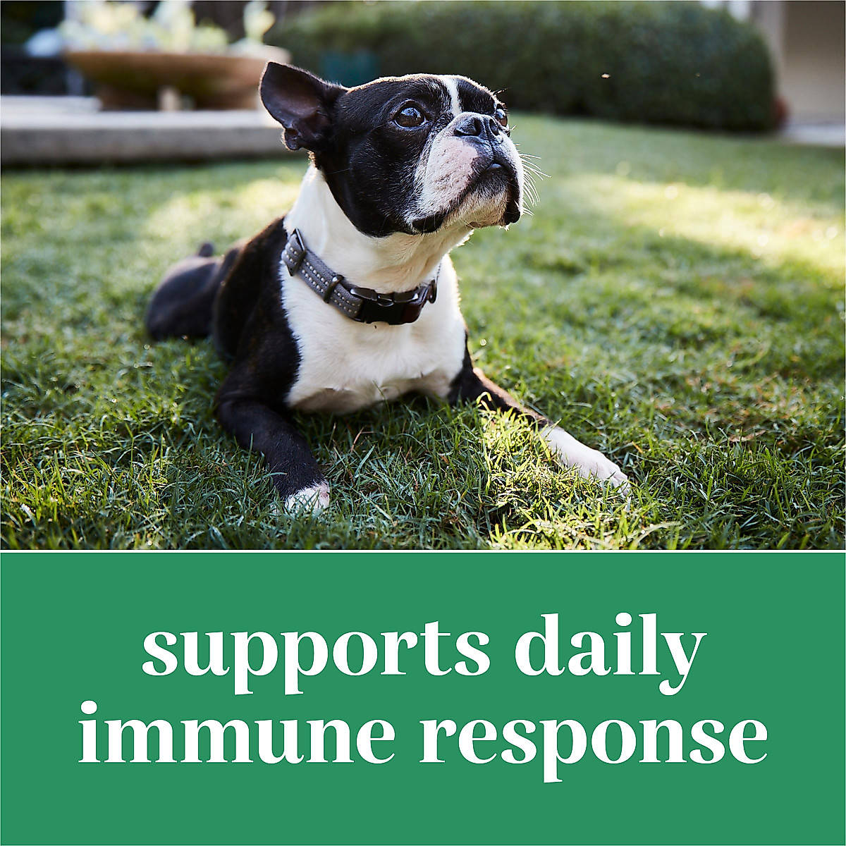 EverRoot Dog Supplements Powered by Purina Immunity Chewable Tablet with Spirulina and Antioxidants - 3.6 oz. Canister