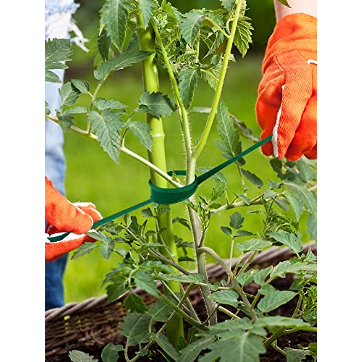 197 Ft Plant Ties for Climbing Plants, Stretching Garden Plant Tape, Soft Reusable Garden Twist Wire Strings for Tomato Cucumber Vine Plants Sapling Supports Training Staking Outdoor Indoor