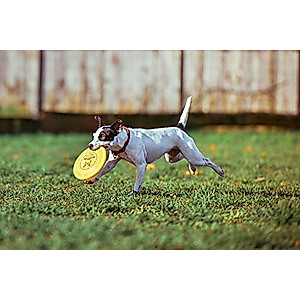 I LOVE MY PETS LLC Dog Joint Supplement tumeric - Joint Health for Dogs - with Turmeric - MSM - Premium - Dog Turmeric Supplement - 120 Treats (2 Bottles)