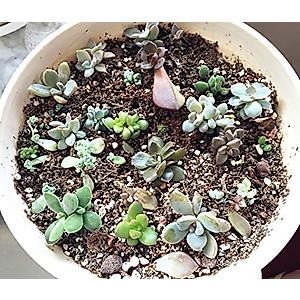 Seeds Of Strength Mixture 200+ Succulents Seeds Garden and Home Bonsai Flower Plant