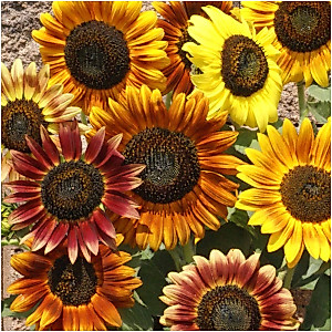 Seed Needs, Crazy Sunflower Seed Packet Variety Collection (6 Individual Varieties for Planting) Red Sun, Velvet Queen, Lemon Queen & More