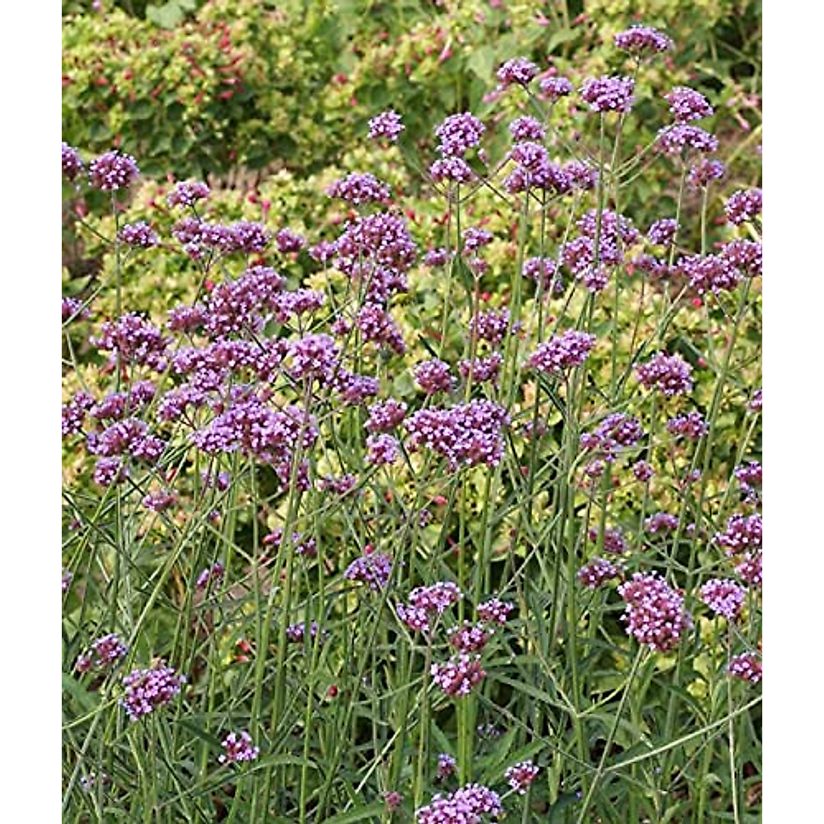 David's Garden Seeds Flower Vervain Purpletop FBA-00088 (Purple) 200 Non-GMO, Heirloom Seeds