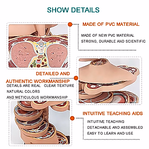 JOSBY Human Torso Cross-Section Model, CT, MRI Imaging Radiology Medical Model, 24pcs Human Body Cross-Section Image Anatomy, Each Layer is Removable, Used for Medical Teaching Display