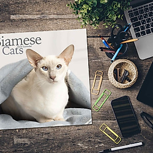 2023 2024 Siamese Cats Calendar - Cute Animal Monthly Wall Calendar - 12 x 24 Open - Thick No-Bleed Paper - Giftable - Academic Teacher's Planner Calendar Organizing & Planning