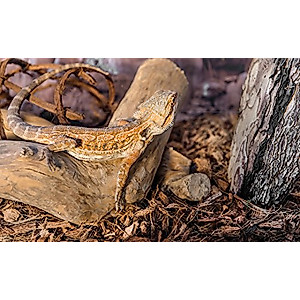 Galápagos (05248) Sheets of Real Moss, 8-Quart, Natural,Green