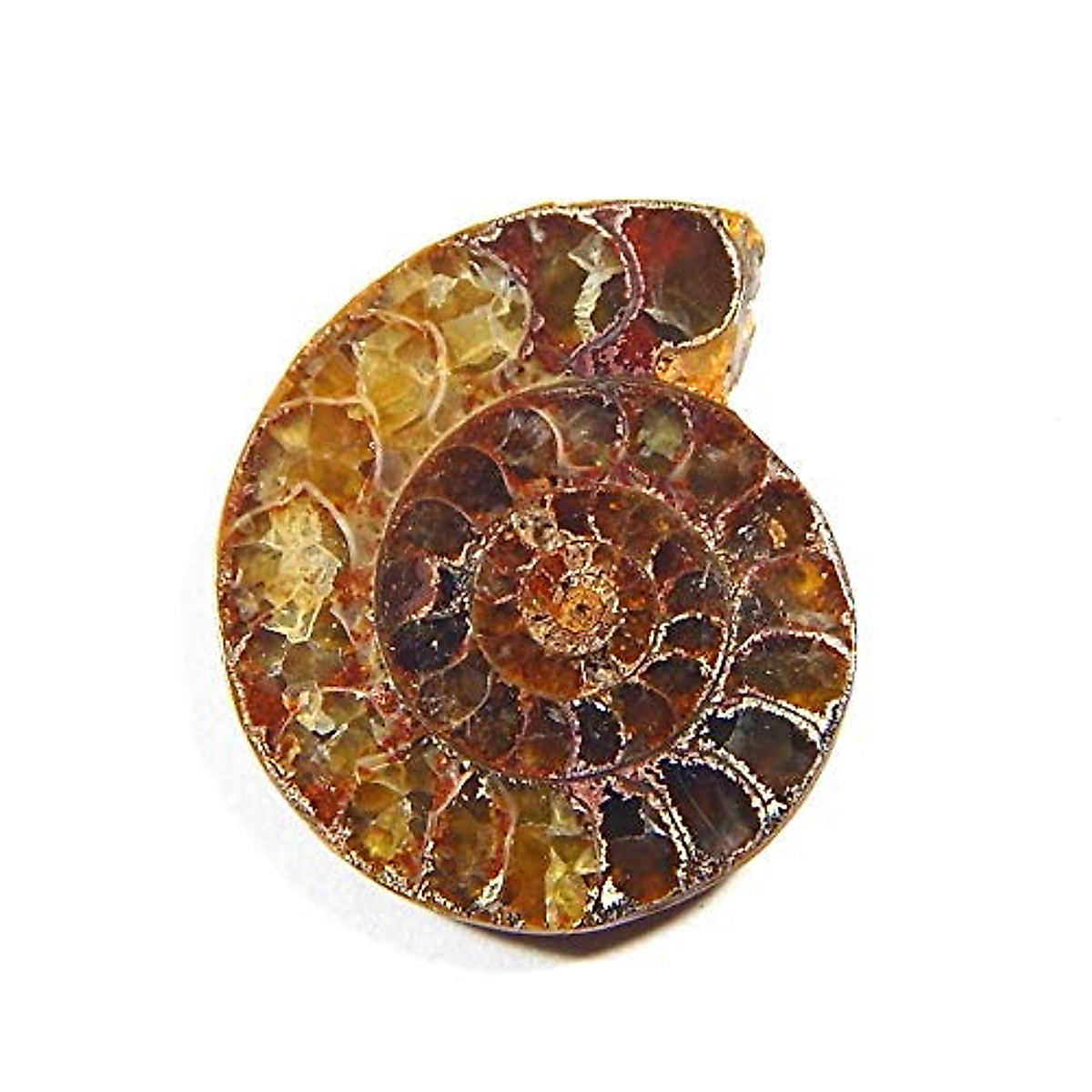 XUETZALCOATL Aparaajitah Sudarshan Shaligram 1.5cm - 2.5cm from Kali Gandaki 1 pcs