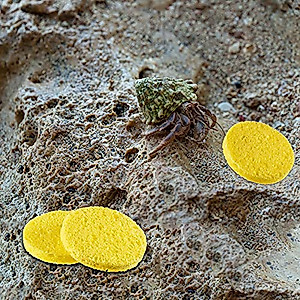 8 Pieces Hermit Crab Sponges Pets Crab Real Sea Sponges Unbleached Water Dish Sea Sponge Provide Nutrients Crab Sponges for Pet Hermit Crab Tank Humidity Supplies