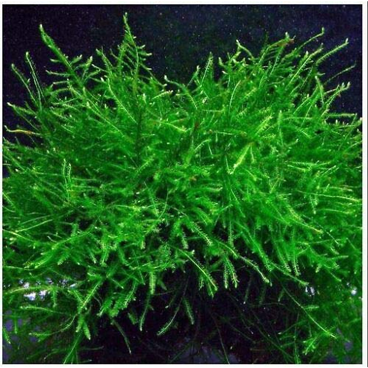 Marcus Fishtanks Java Moss Taxiphyllum Barbieri Easy Live Aquarium Plant - Buy 2 Get 1