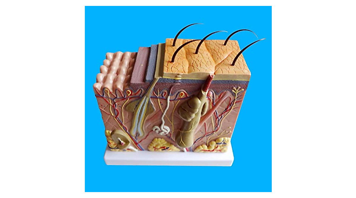 50X Skin Model for Biology Education & Lab Use