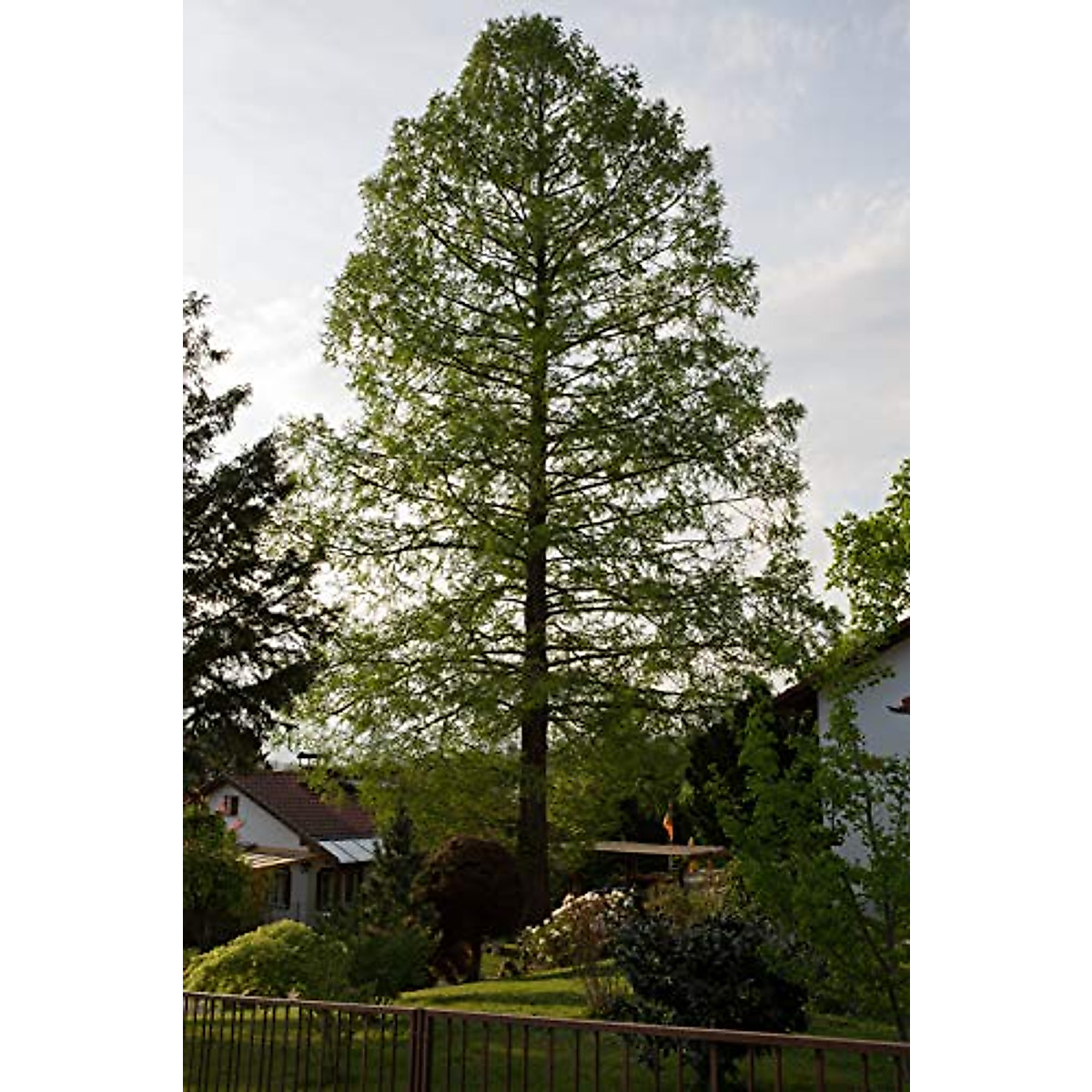 Jurassic Dawn Redwood | Tree Seed Grow Kit | The Jonsteen Company