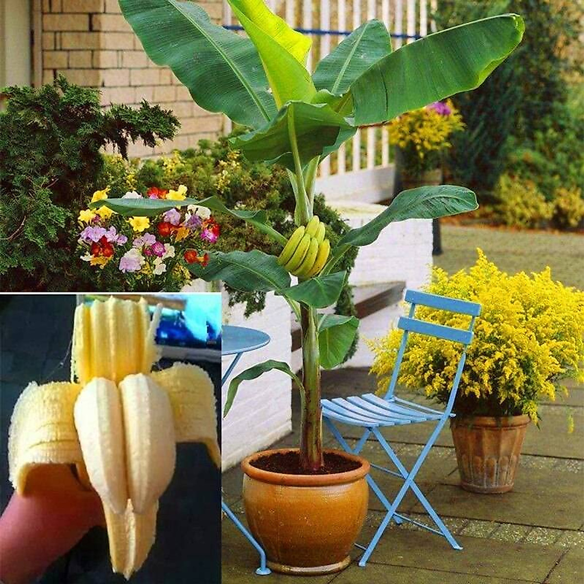 Seeds4planting - Seeds Ornamental Banana Exotic Tree Indoor Dwarf Perennial Flowers Non GMO