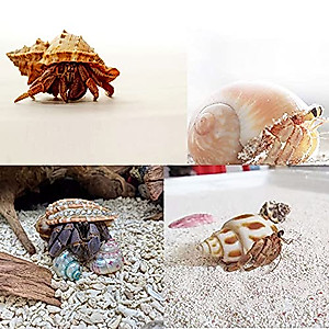 Hermit Crab Shells Medium to Large Growth Turbo Seashells 1"-2" Openning Size Natural Decoration Supplies