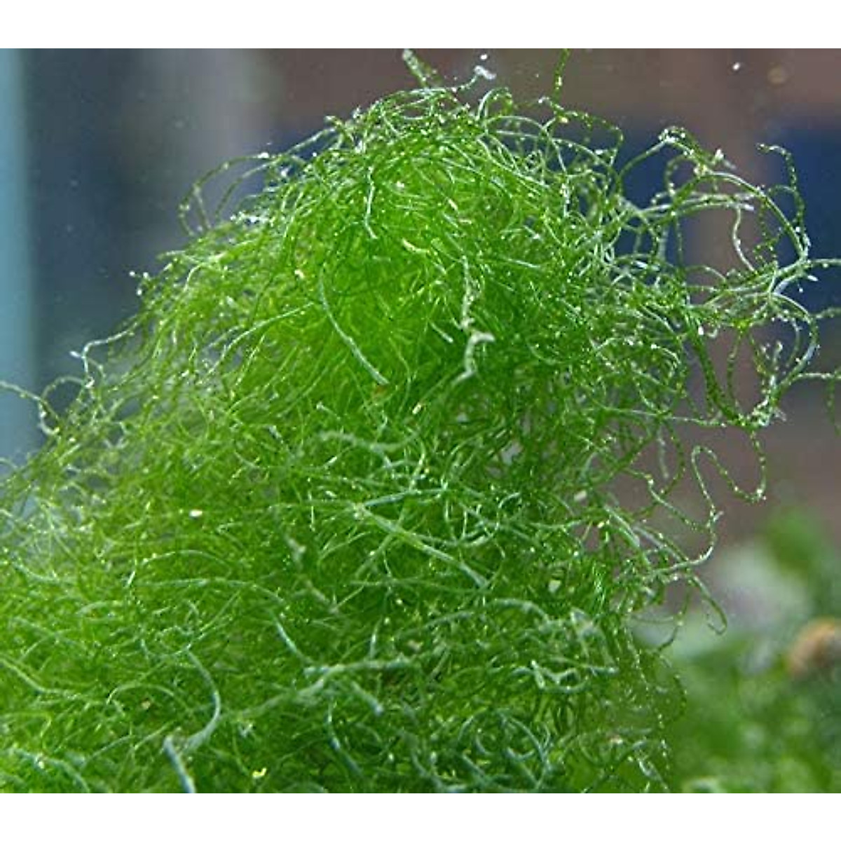 Generic Live Chaeto Chaetomorpha Macro Algae Reef Refugium Saltwater Plant Marine