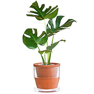 D'vine Dev 6 Inch Design Self Watering Pot for Indoor Plants, Terracotta Planter with Cylinder Glass Cup, Set of 2, 372-B-2