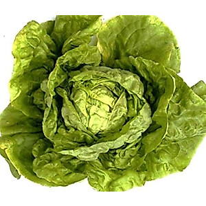 Buttercrunch Lettuce Heirloom Garden Seeds - B240 (900+ Seeds, 1 Gram)