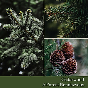 LA JOLIE MUSE Fir & Cedarwood Candle, Christmas Candles for Home Scented, Cedar Candle for Winter, Holiday Candle Gift, Green Glass Jar Candles, Natural Soy Candles, 75 Hours 12.3 Oz