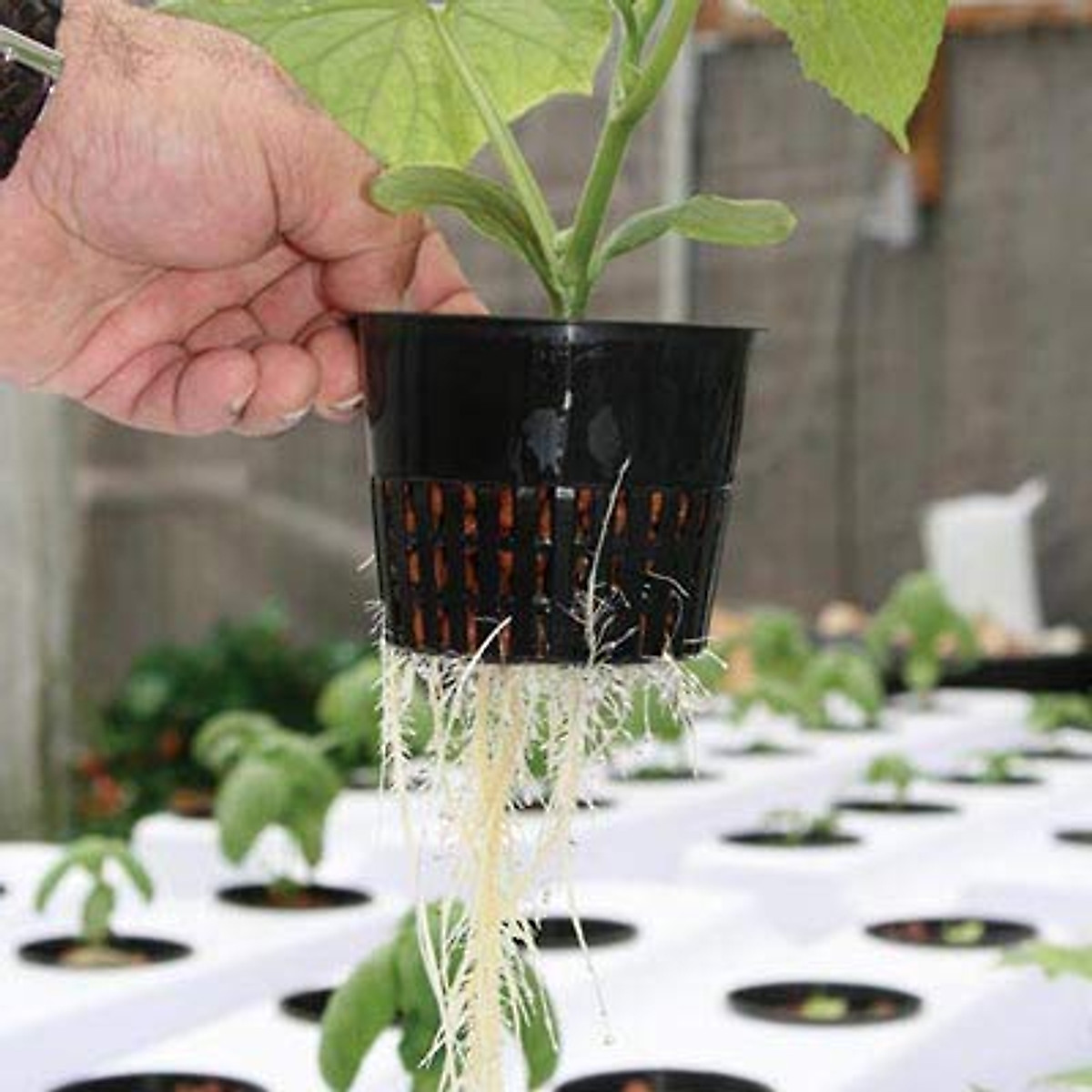 Tectsia 4 Inch Net Cups (25 Pack), Net Pots for Hydroponics, Orchids Mesh Baskets Pots Heavy Duty Hydroponics Supplies with Wide Lip