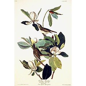 Warbling Flycatcher. From"The Birds of America" (Amsterdam Edition)