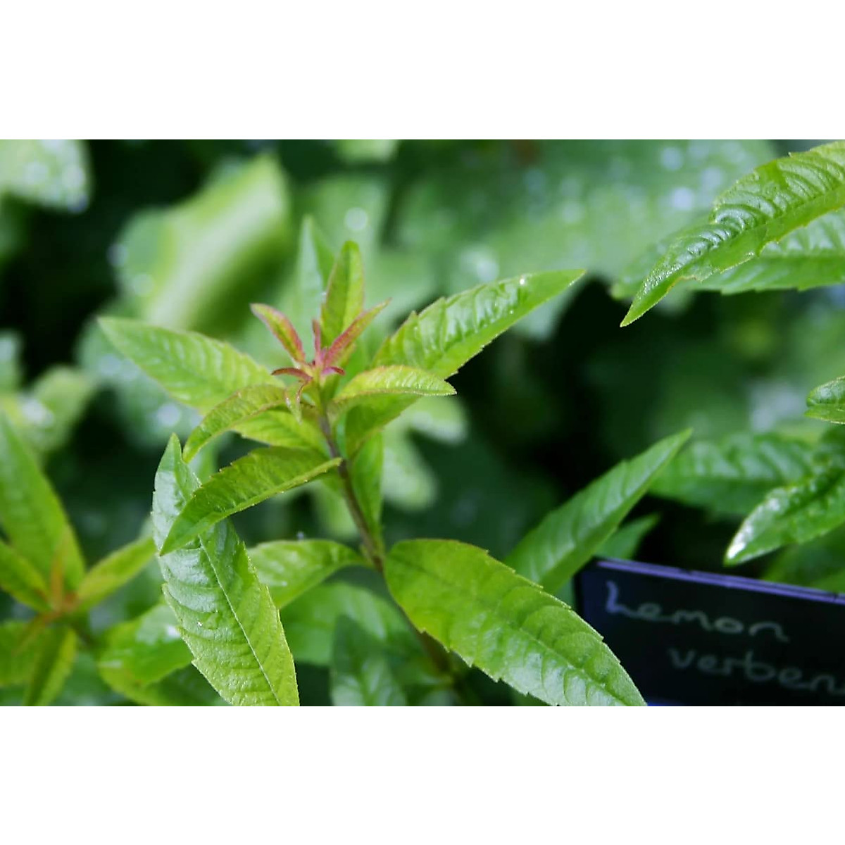 200-Lemon Verbena Seeds for Planting - (Aloysia Wrightii) -