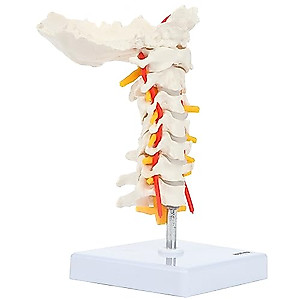 Axis Scientific Cervical Vertebra Model with Spinal Nerves and Arteries | Detailed Bony Landmarks of The Cervical Spine | Includes Occipital Bone | Essential Vertebral and Spinal Model for Education