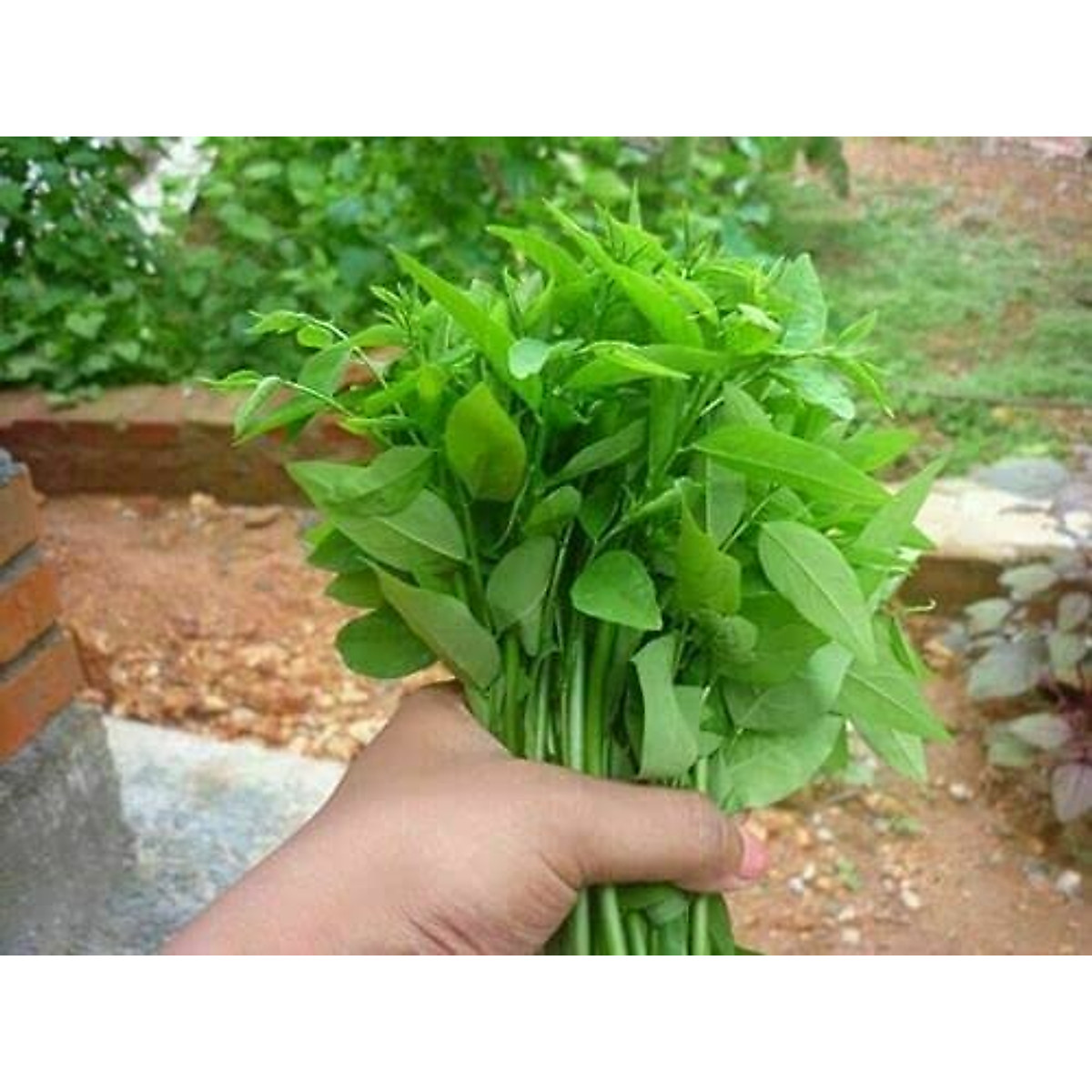 TRUPADU STORE 30 Seeds (Hạt rau Ngót) Kátụk Swẹét Lẹáf Sạurọpụs Andrọgynụs Sẹẹds Végẹtạblé Sẹéds, 30 Hat Rau Ngót for Plạnting