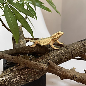 NAKIMO Bearded Dragon Animal Figurine Lizard Toy Realistic Reptile Figures for Decoration, Science Education, Prank Props (Bearded Dragon)