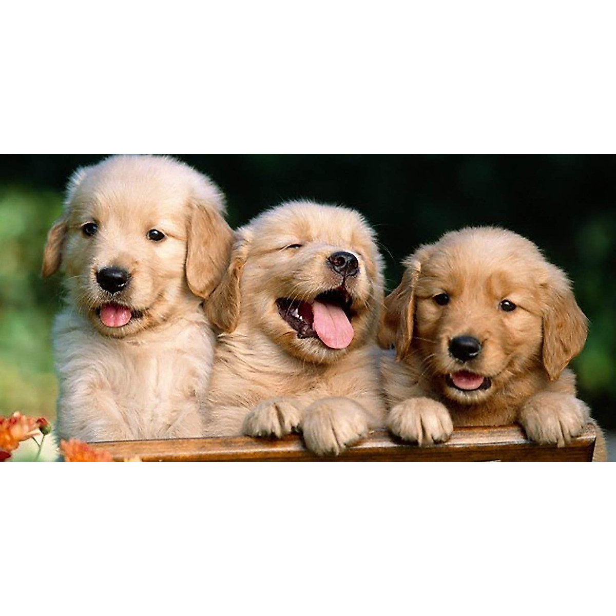 X2 Pcs(100ml) Dog Multivitamin Daily Essential Dog Food Vitamins & Minerals Omega3, Helps Support Healthy, More Fat, Digestion, Skin, Coat, Allergy Immune Supplement Nourished Blood & Eye