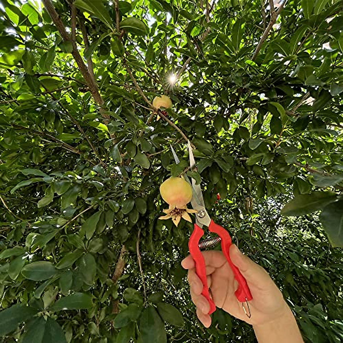 2pack Zsling Extra Long Edge Stainless Steel Pruning Shears Fruit Trees Bonsai Sharp Garden Scissors Tool