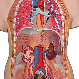 3B Scientific B32 Deluxe Dual-Sex Torso 20-part - 3B Smart Anatomy