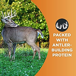 Whitetail Institute Imperial Clover Food Plot Seed (Spring and Fall Planting), 4-Pound (1/2 Acre)