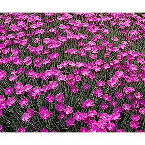 Fresh Seeds - Cheddar Pinks Seeds, Pink Dianthus, Perennial Flower, Heirloom Ground Cover 50ct
