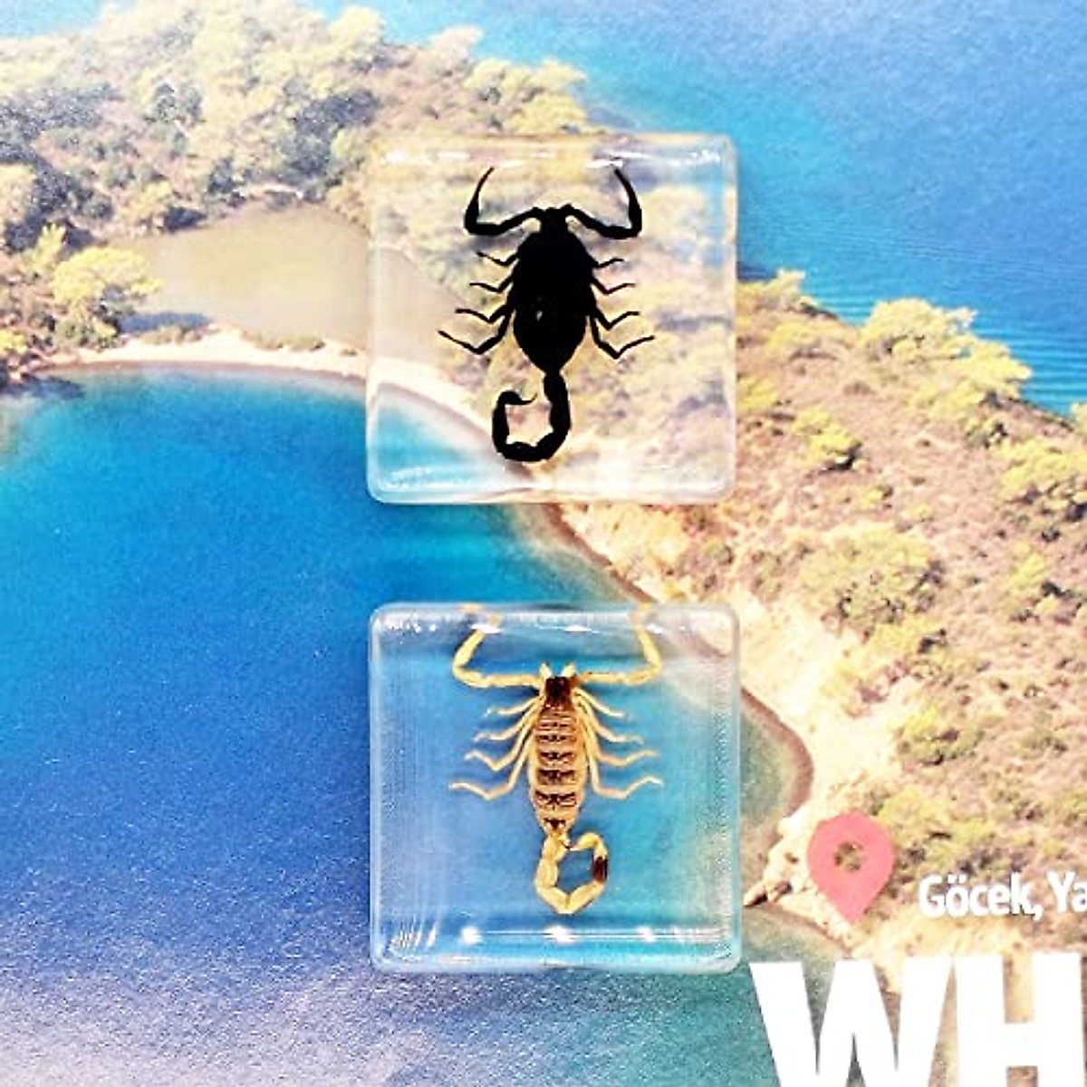 FlyingBean Insect Specimens Set, Black Scorpion and Yellow Scorpion Specimens in Resin, Animal Taxidermy Collection for Science Education & Desk Ornament, (FBBJ-03)