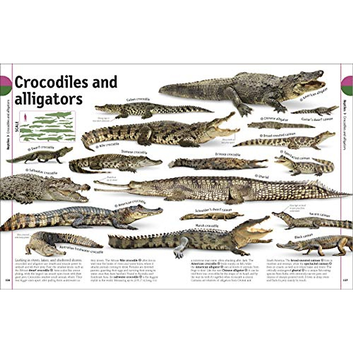 The Animal Book: A Visual Encyclopedia of Life on Earth (DK Our World in Pictures)