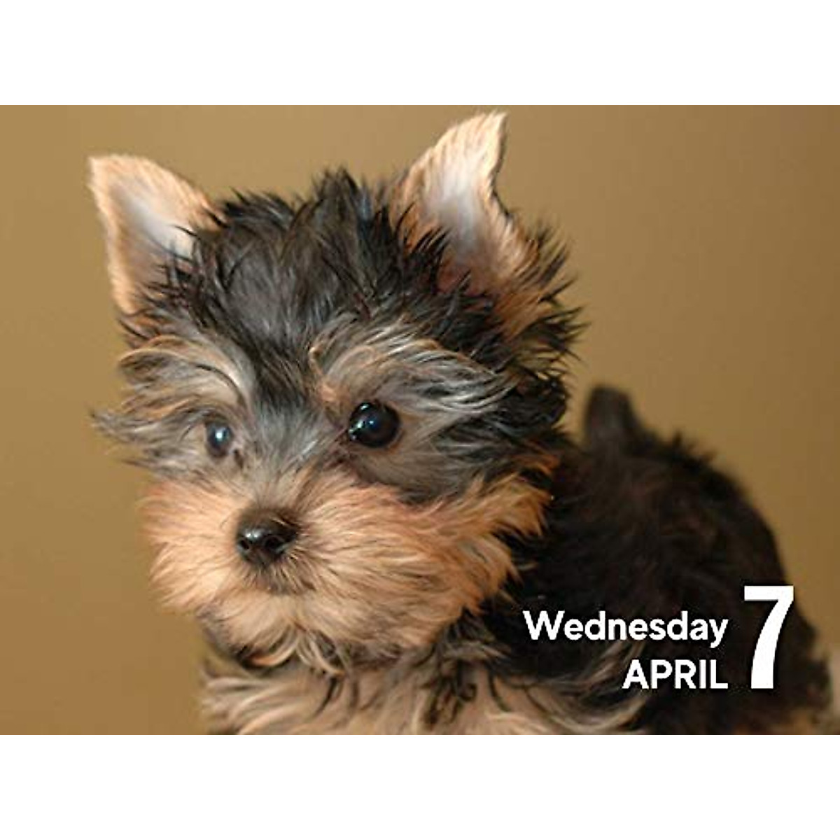 Puppies 2021 Mini Day-to-Day Calendar
