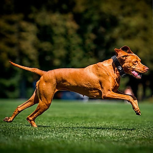 Maidek Airtag Dog Collar Holder - Heavy Duty & Thick Titanium GPS Tracker Holder, Reflective Nylon - Chewproof, Magnetic Dog Collar Tag with Leash, Poop Bag - Black, Medium Size 1.25x15-18