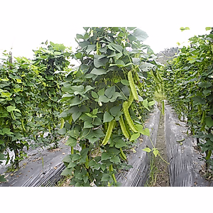 VAACNEE 15pcs Winged Pea Seeds Four Angled Bean Dragon Bean Seeds