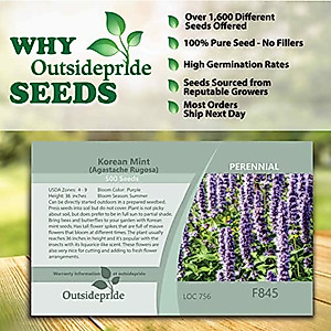 Outsidepride Agastache Rugosa Korean Mint Garden Plant Herb Seeds - 500 Seeds