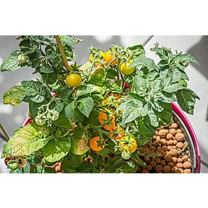 Pinnochio Orange Micro Dwarf Patio Cherry Tomato Premium Seed Packet