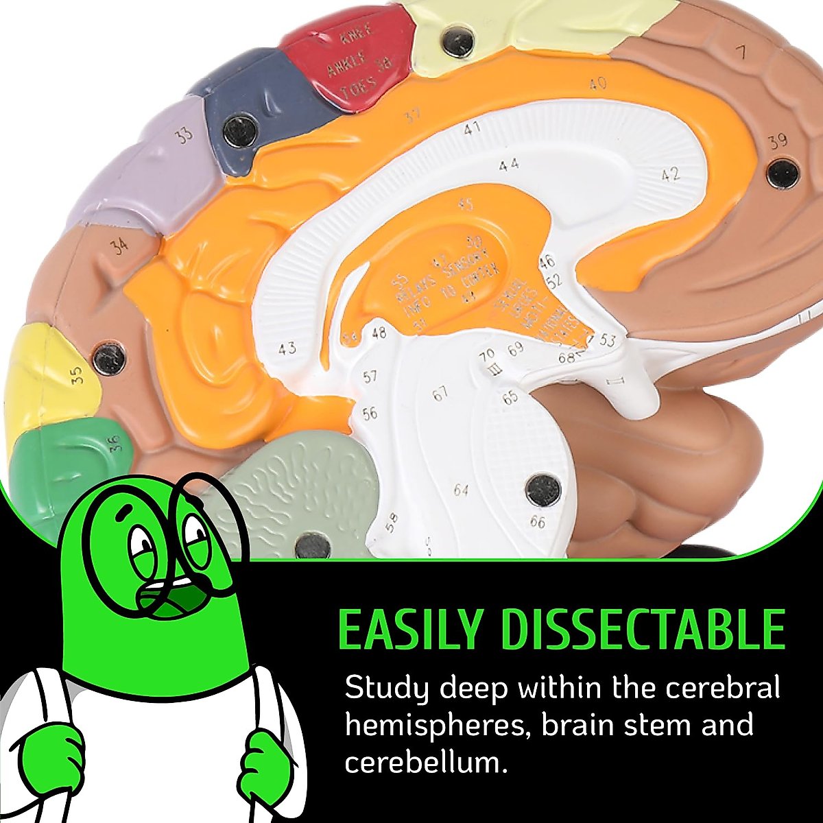 Geekidoc Human Brain Model with Laser-Engraved Numbers and Labeling | Includes Sturdy Metal Stand, Lightweight Carrying Case and Magnetic Dissections | 2x Life-size Human Brain Anatomy Model