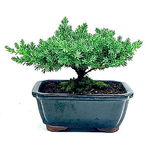 Live Dwarf Juniper Bonsai Tree | Indoor/Outdoor | 100% Handcrafted| Home and Office Décor | Best Gift for Holiday