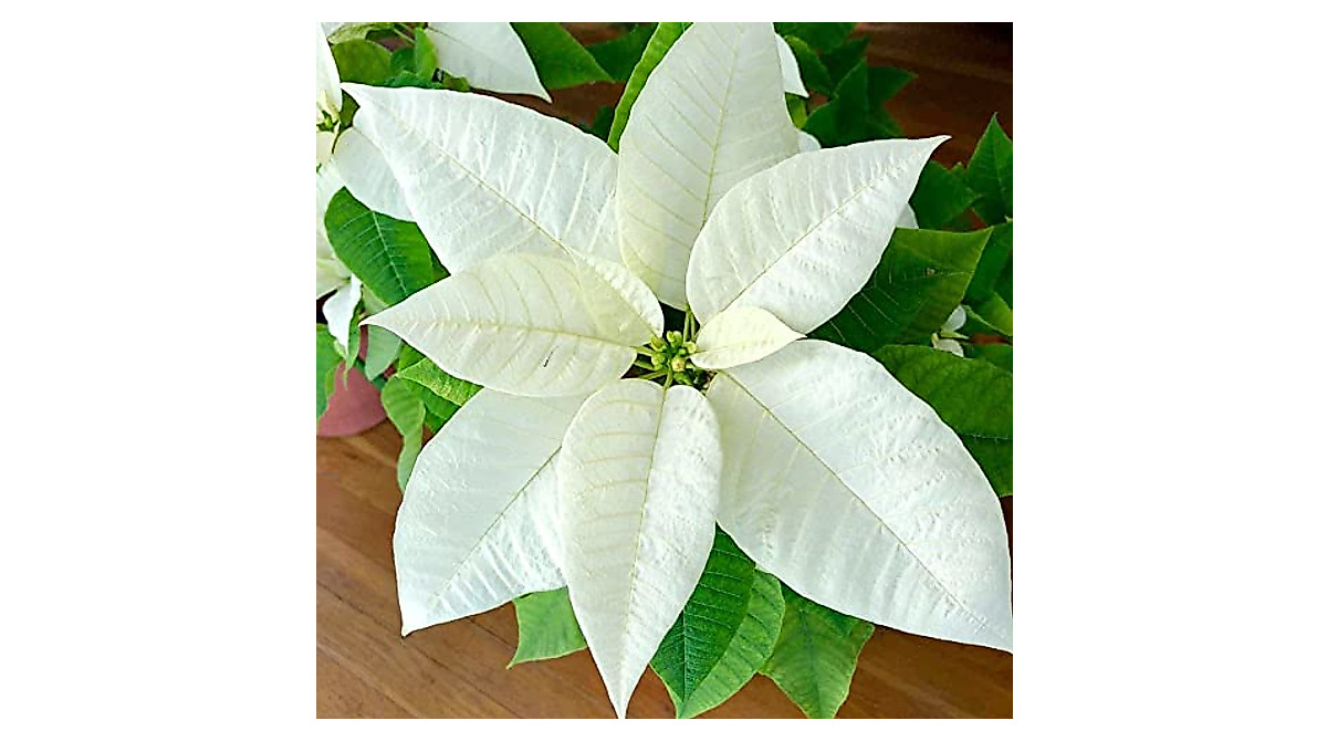 Grow Vibrant Poinsettia Seeds | Easy Mexican Flameleaf Planting