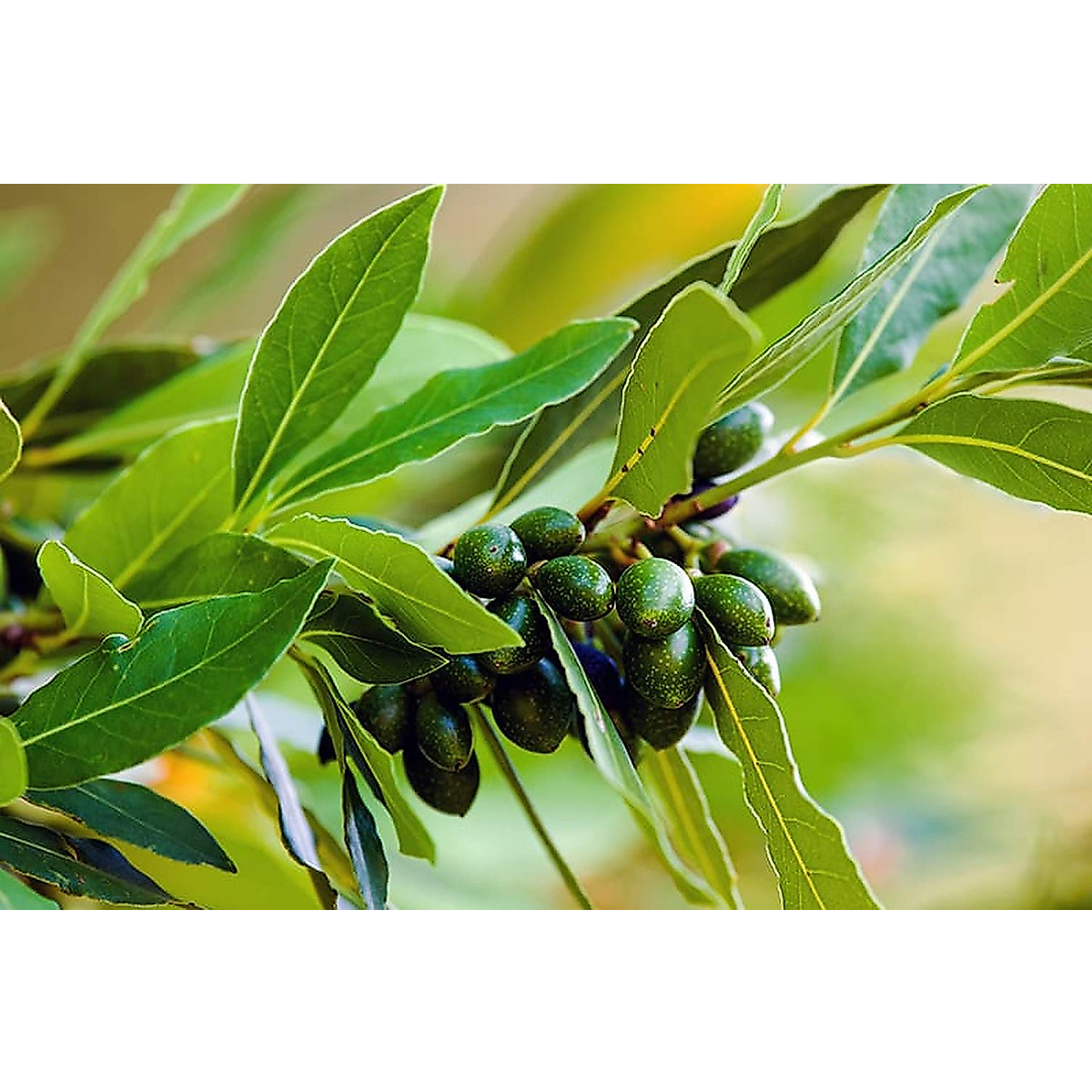 Bay Leaf Laurel Tree Live Plant Herb Bush for Planting Ornament Perennial 4 to 8 Inch Tall