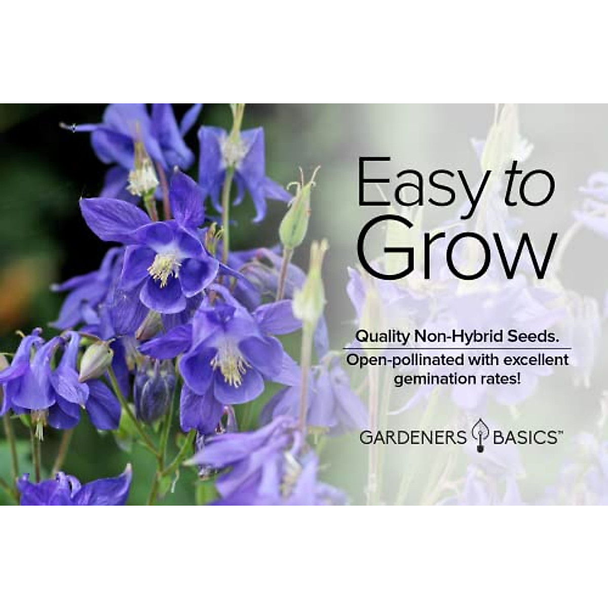 Blue Columbine Seeds for Planting (Aquilegia Seeds) - Beautiful Blue Perennial Flower to Plant in Your Flower Garden Open Pollinated, Non-GMO by Gardeners Basics
